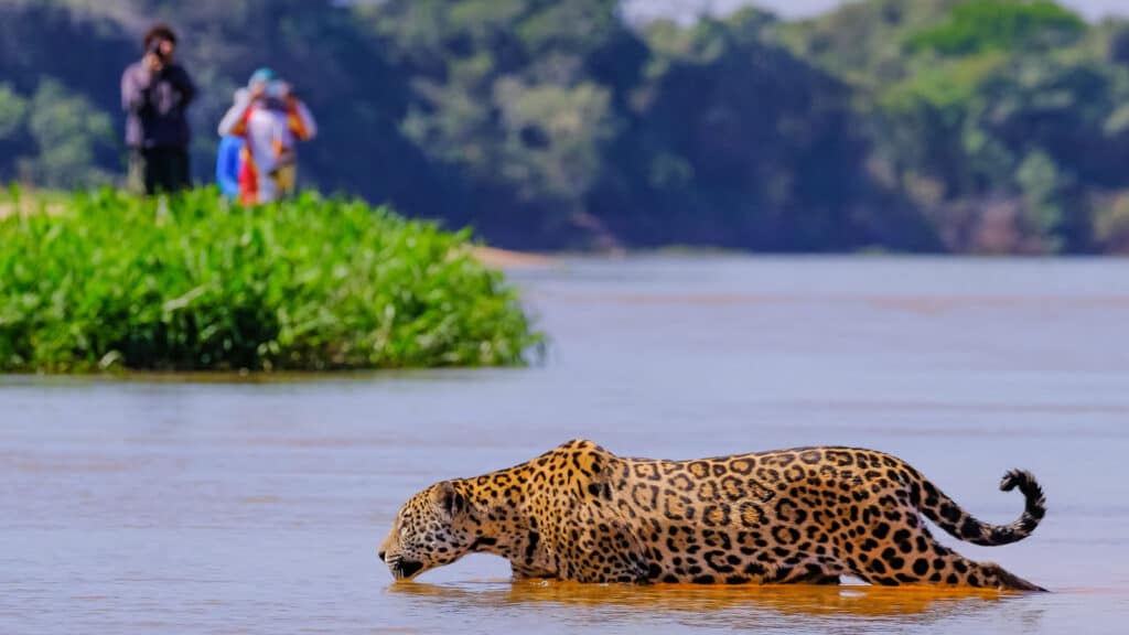 You Don't Want to Mess With These 12 Deadliest Creatures in the Amazon ...