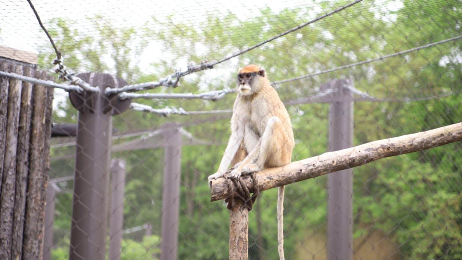 12 Worst Zoos in the U.S. For Cruel Conditions » Savoteur