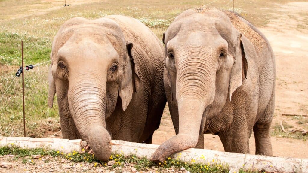 12 Worst Zoos in the U.S. For Cruel Conditions » Savoteur