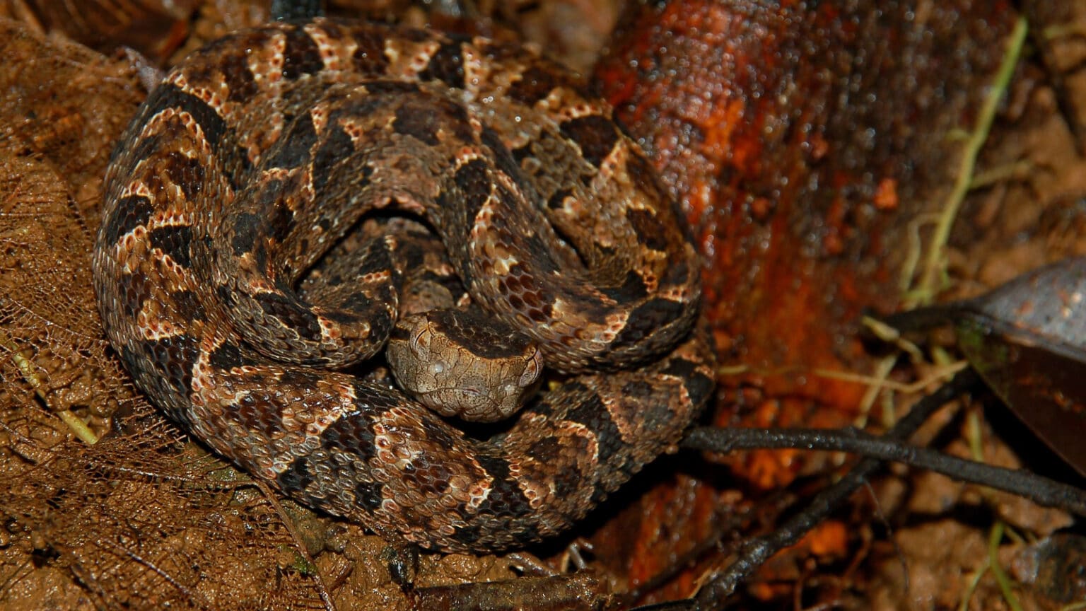 You Don't Want to Mess With These 12 Deadliest Creatures in the Amazon ...