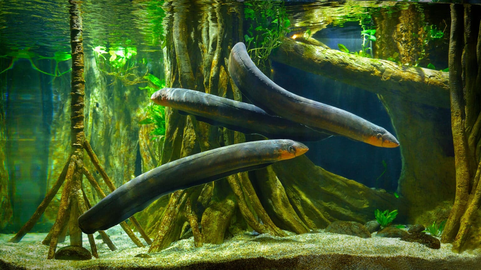 You Don't Want to Mess With These 12 Deadliest Creatures in the Amazon ...